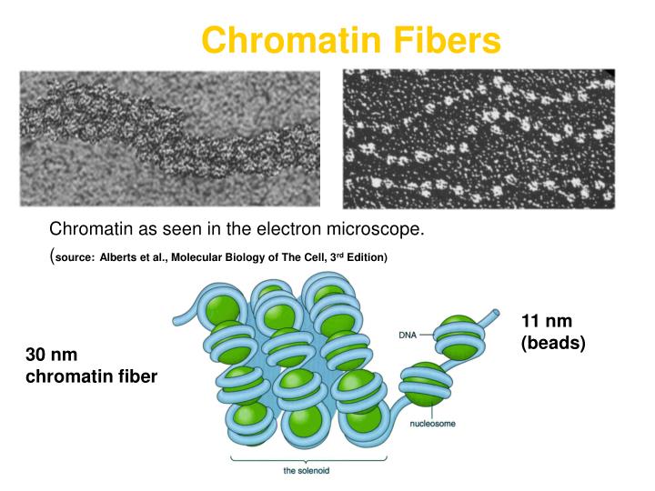 PPT - Chromatin Structure & Dynamics PowerPoint Presentation - ID:1132485