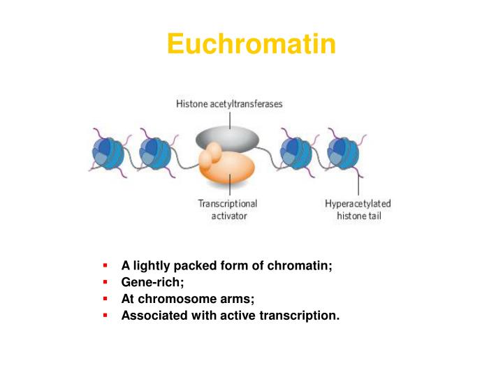 PPT - Chromatin Structure & Dynamics PowerPoint Presentation - ID:1132485