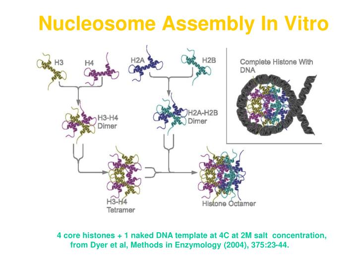 PPT - Chromatin Structure & Dynamics PowerPoint Presentation - ID:1132485