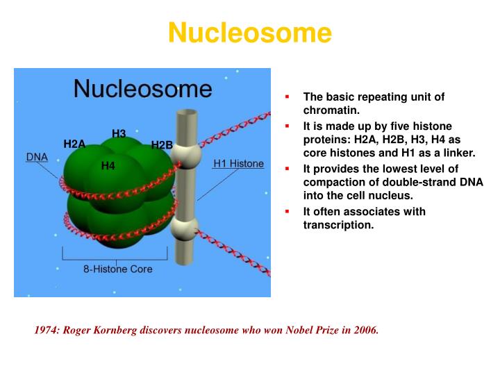 PPT - Chromatin Structure & Dynamics PowerPoint Presentation - ID:1132485