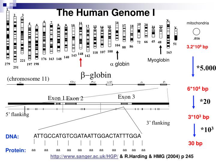 PPT - Gene Structure and Function PowerPoint Presentation - ID:1133459