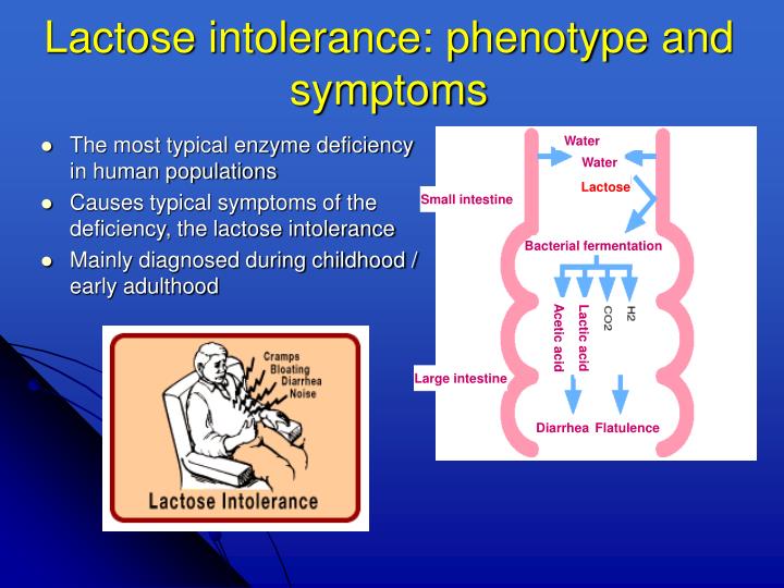 PPT - Genetics of lactose intolerance PowerPoint Presentation - ID:1134417