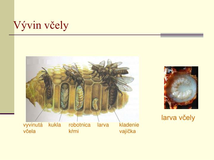 PPT - Včela medonosná PowerPoint Presentation - ID:1134956