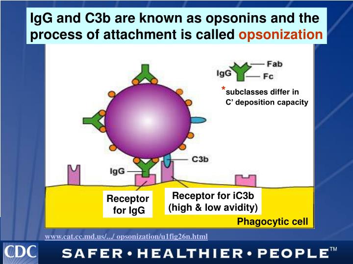 PPT - Opsonization Assay: Functional Correlate of Protection PowerPoint ...