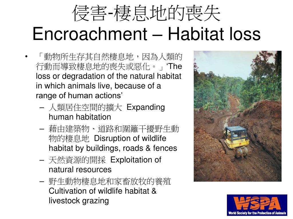 PPT - 野生動物福祉（1）： 野生動物的管理 Wild animal welfare (1): management of ...