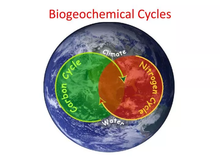 PPT - Biogeochemical Cycles PowerPoint Presentation, free download - ID ...