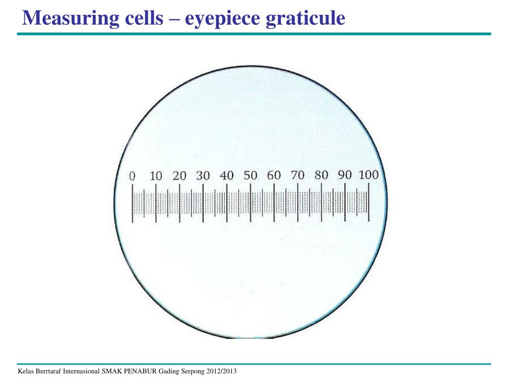 prokaryotic cell structure and function ppt prokaryotic cell structure and function ppt