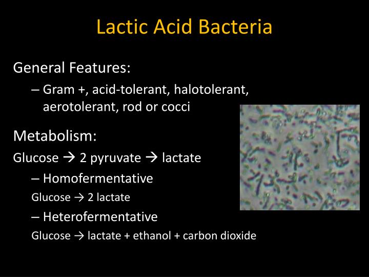 PPT - Lactic Acid Bacteria and Propionic Acid Bacteria Enrichments ...