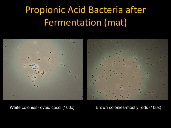 PPT - Lactic Acid Bacteria and Propionic Acid Bacteria Enrichments ...