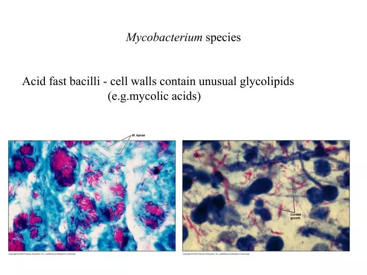 PPT - Mycobacterium species Acid fast bacilli - cell walls contain ...