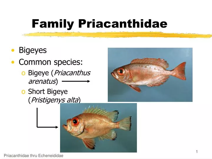 PPT - Family Priacanthidae PowerPoint Presentation, free download - ID ...