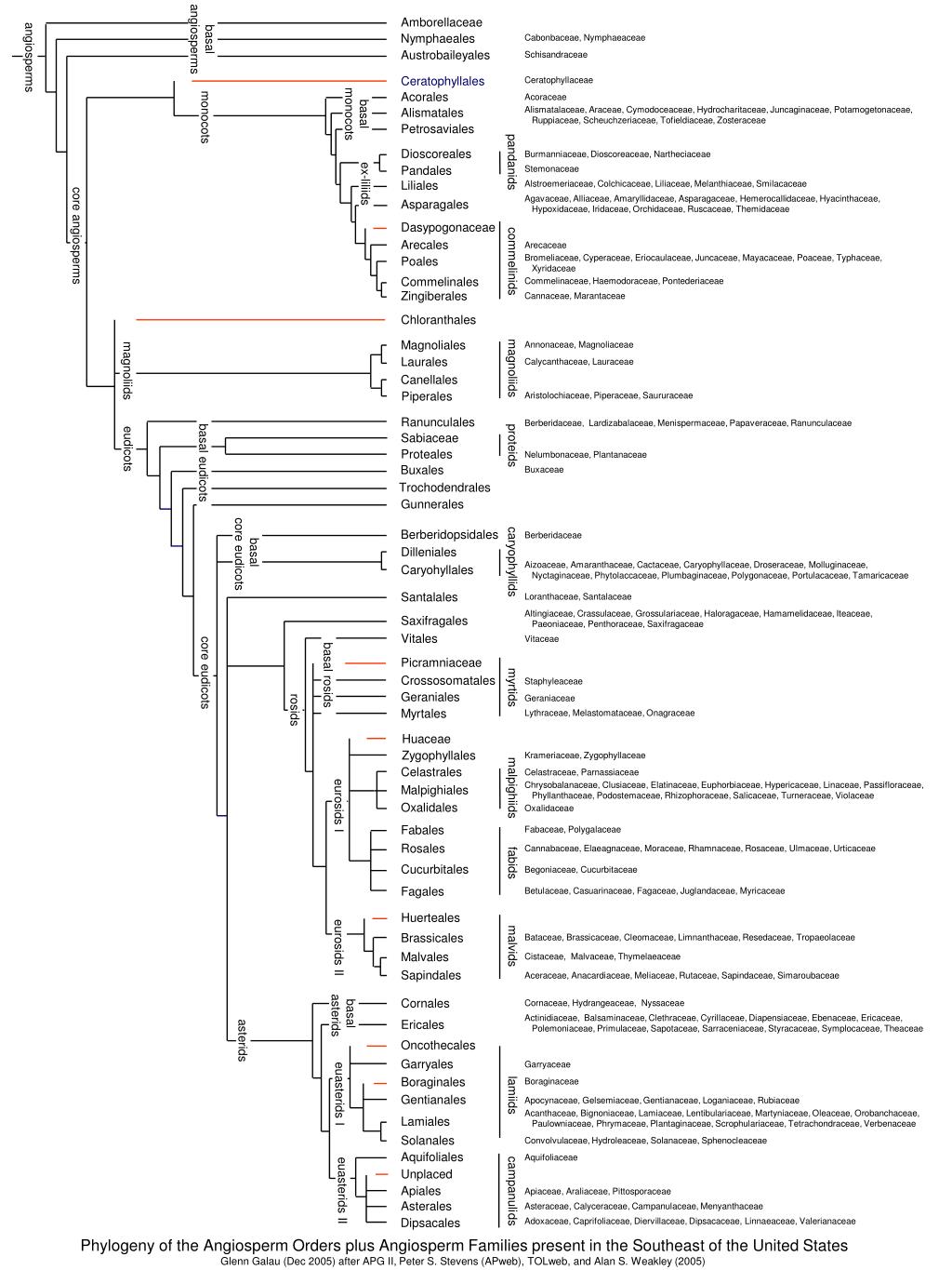 PPT - myrtids malpighiids fabids malvids lamiids camp PowerPoint ...