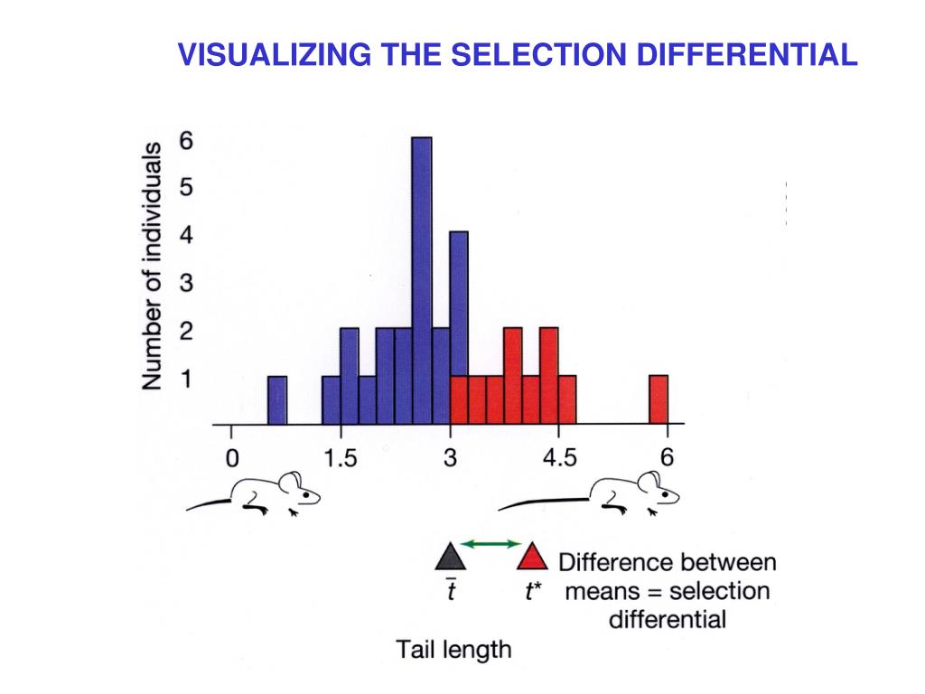 PPT - NORMAL DISTRIBUTIONS OF PHENOTYPES PowerPoint Presentation, free ... PPT - NORMAL DISTRIBUTIONS OF PHENOTYPES PowerPoint Presentation, free ...