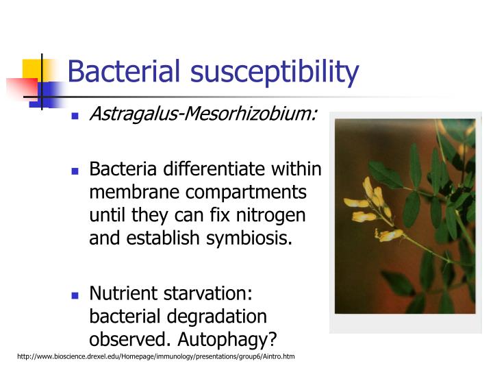 PPT - Autophagy PowerPoint Presentation - ID:1140266