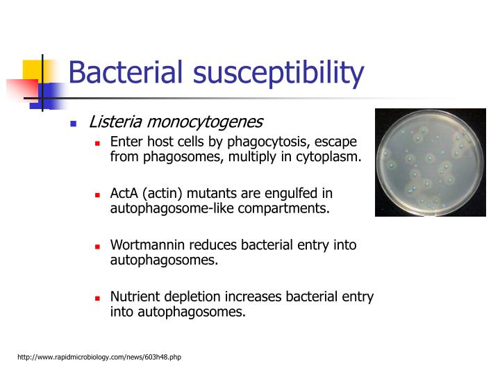 PPT - Autophagy PowerPoint Presentation - ID:1140266
