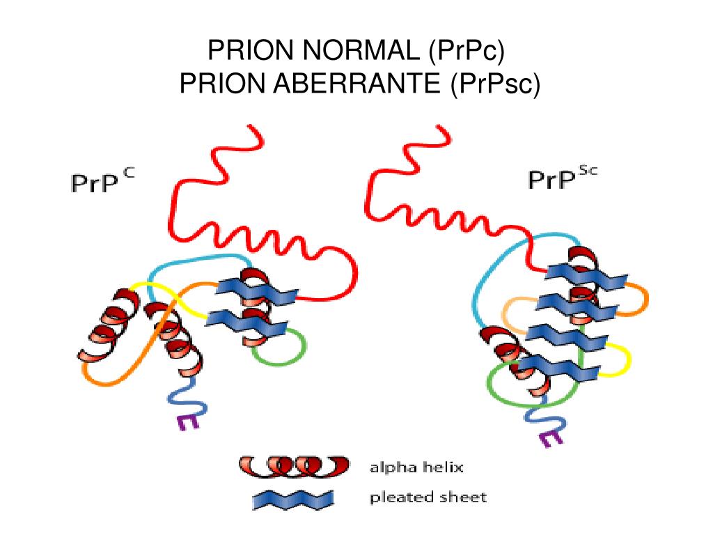 PPT - ANATOMÍA PATOLÓGICA GENERAL CURSO 3º ENFERMEDADES INFECCIOSAS ...