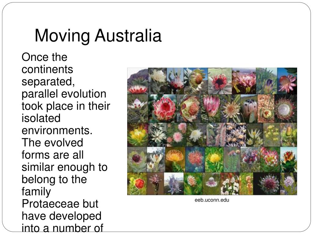 PPT - Evolution of Australian Biota Topic 3 : Moving Australia ...