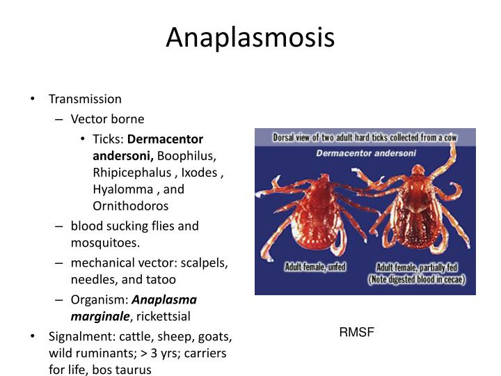 PPT - Bovine Ectoparasites Dr. Dipa Brahmbhatt MPH DVM PowerPoint ...