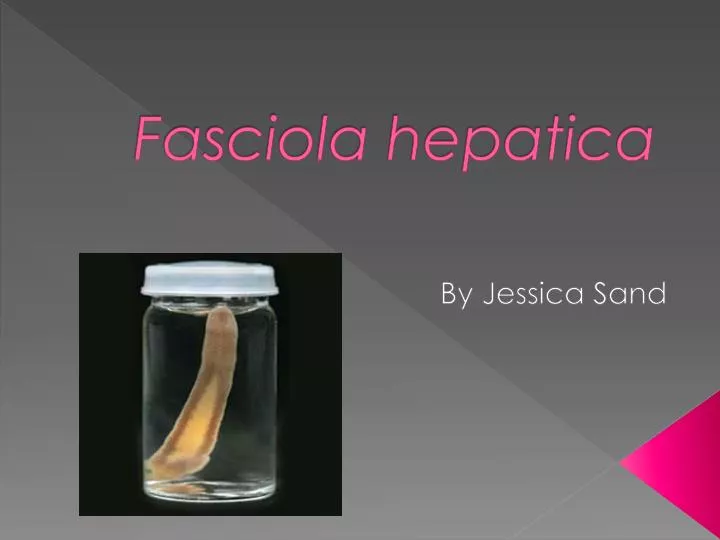 PPT - Fasciola hepatica PowerPoint Presentation, free download - ID:1141945