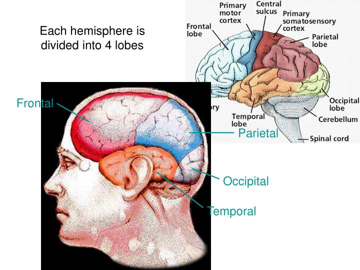 PPT - A2 Biology – The nervous system PowerPoint Presentation - ID:1142900