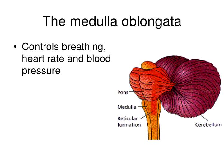 PPT - A2 Biology – The nervous system PowerPoint Presentation - ID:1142900