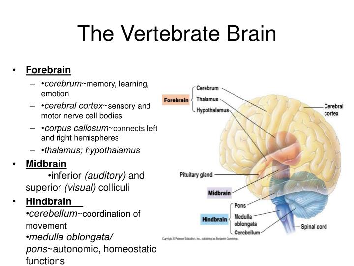 PPT - A2 Biology – The nervous system PowerPoint Presentation - ID:1142900