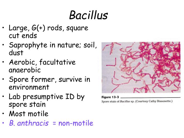PPT - Bacillus PowerPoint Presentation - ID:1143090