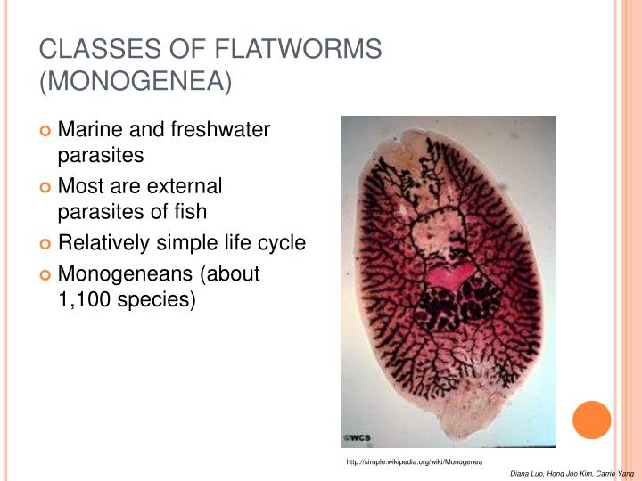 PPT - PHYLUM PLAT Y HELMINTHES (“FLAT WORMS !”) PowerPoint Presentation ...