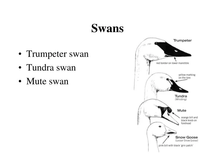 PPT - Swans PowerPoint Presentation, free download - ID:1144179