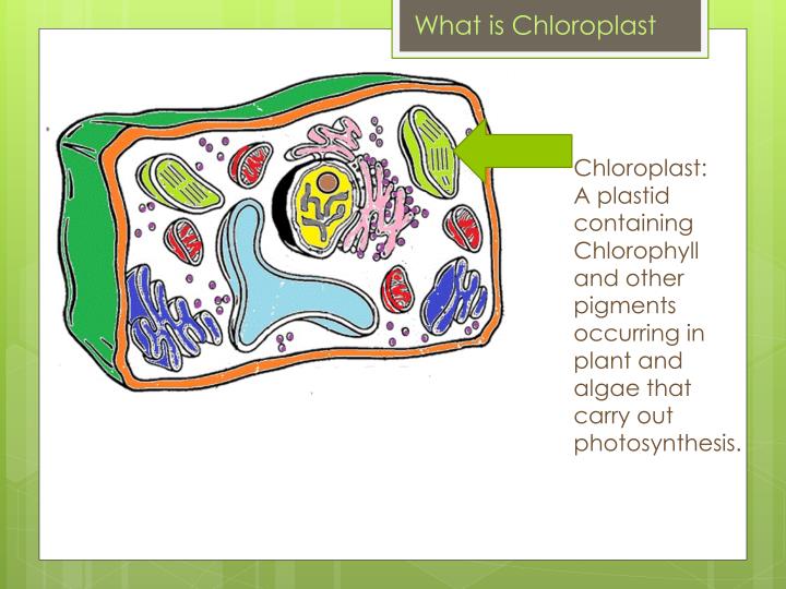 PPT - Chloroplast/ Chlorophyll PowerPoint Presentation - ID:1145340