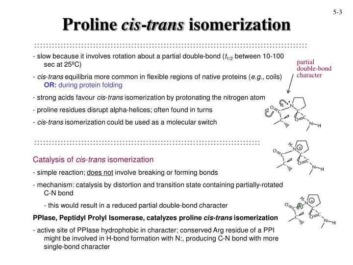 PPT - Protein folding catalysts PowerPoint Presentation - ID:1146505