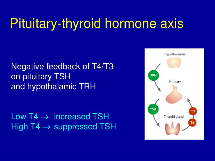 PPT - Thyroid disease PowerPoint Presentation - ID:1147073