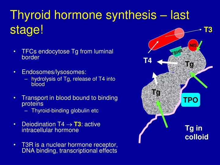 PPT - Thyroid disease PowerPoint Presentation - ID:1147073