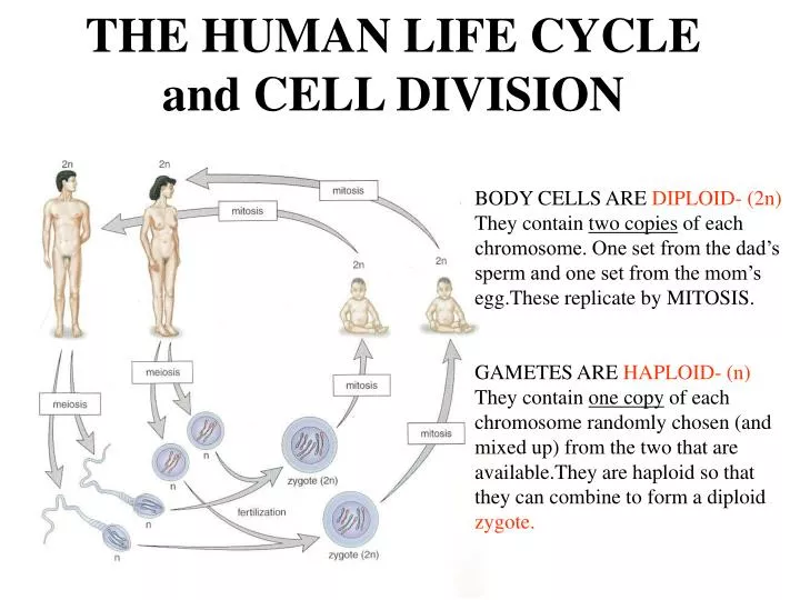 Ppt The Human Life Cycle And Cell Division Powerpoint Presentation