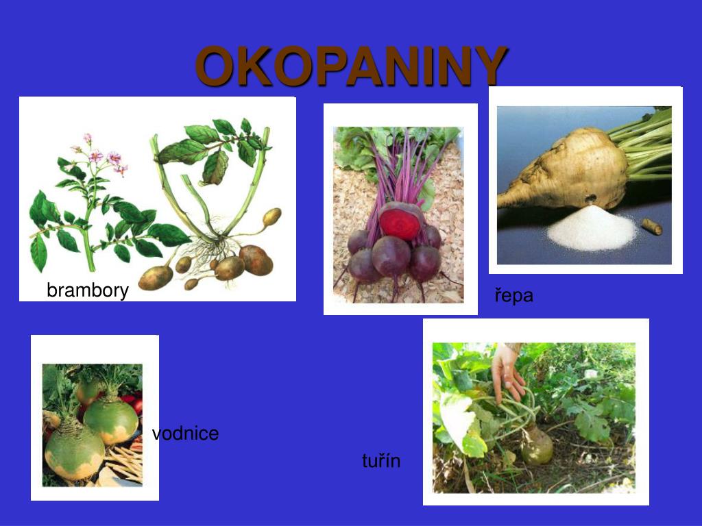 PPT - Základní škola Jakuba Jana Ryby Rožmitál pod Třemšínem Efektivní ...