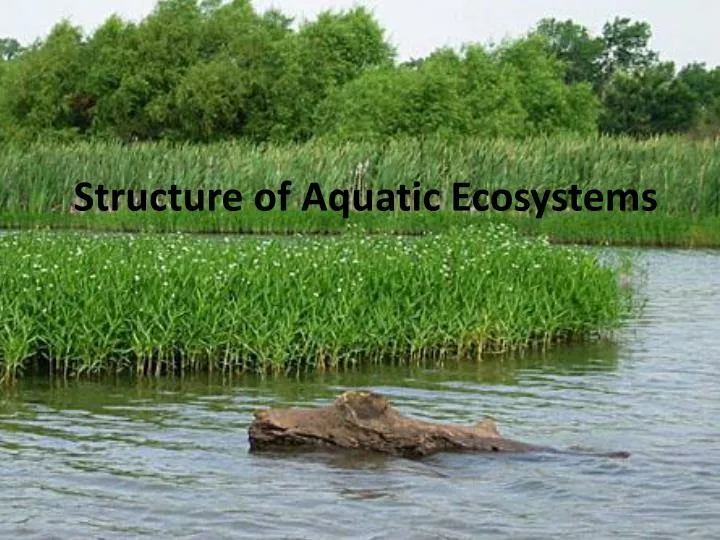 PPT - Structure of Aquatic Ecosystems PowerPoint Presentation, free ...
