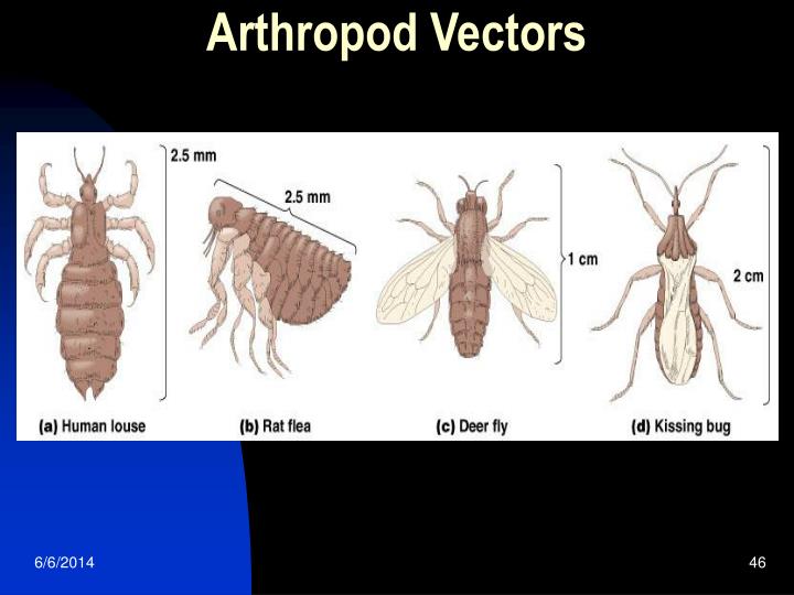 PPT - Eukaryotic Microbes PowerPoint Presentation - ID:1151207