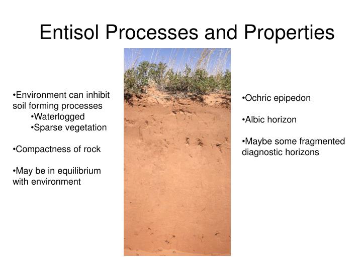 PPT - If it ain’t anything else, it’s an… Entisol PowerPoint ...