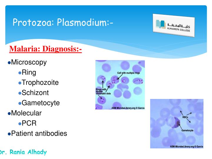 PPT - Parasitology: (Protozoa and Helminthes) PowerPoint Presentation ...