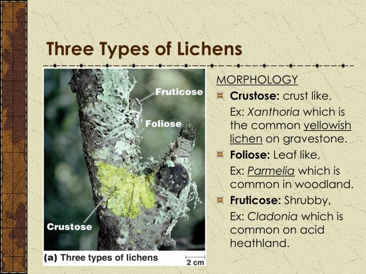 Ppt Fungi And Its Relationships With Other Organisms Powerpoint Presentation Id1151777