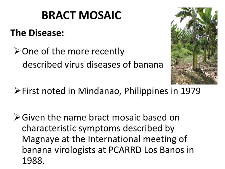 PPT - BANANA BRACT MOSAIC VIRUS DISEASE (BBrMV) PowerPoint Presentation ...