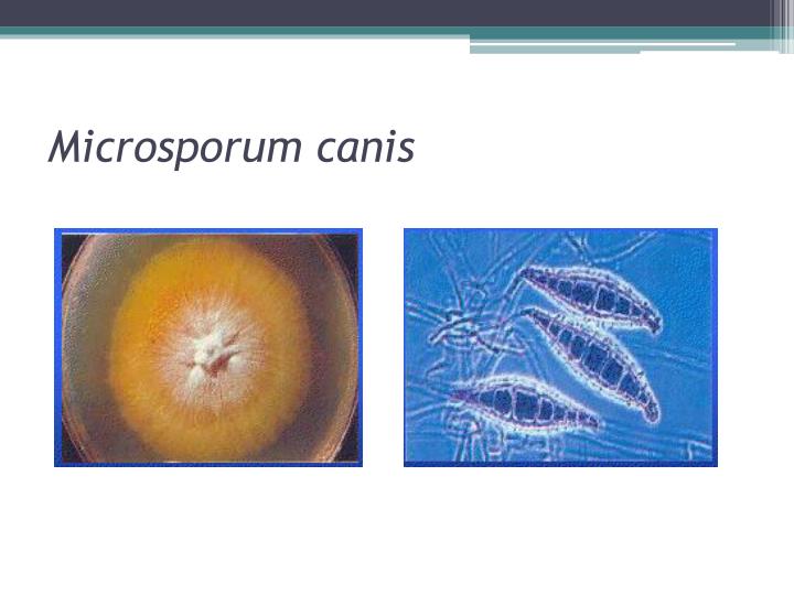 PPT - UNIVERSIDAD VERACRUZANA FAC. DE BIOANALISIS XALAPA EE. MICOLOGIA ...