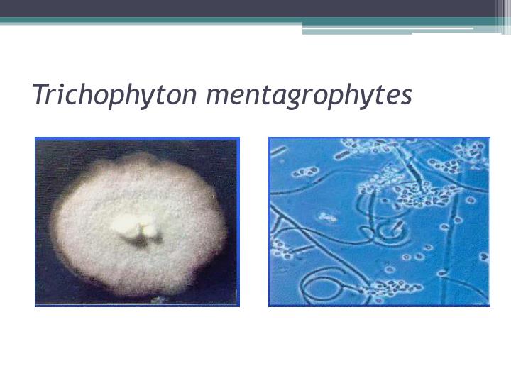 PPT - UNIVERSIDAD VERACRUZANA FAC. DE BIOANALISIS XALAPA EE. MICOLOGIA ...