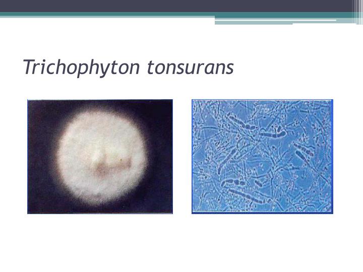 PPT - UNIVERSIDAD VERACRUZANA FAC. DE BIOANALISIS XALAPA EE. MICOLOGIA ...