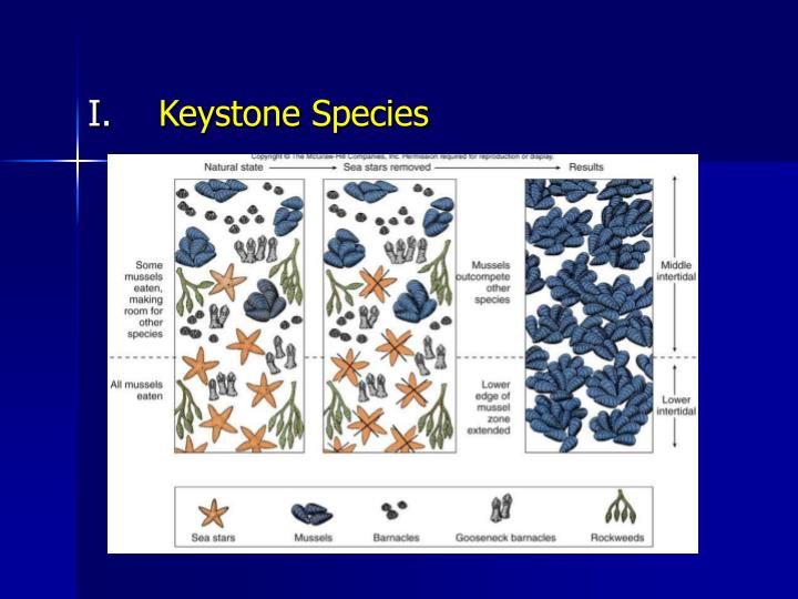 PPT - Keystone Species PowerPoint Presentation, free download - ID:1152492