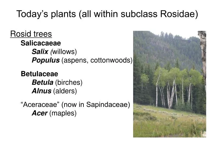 PPT - Today’s plants (all within subclass Rosidae) PowerPoint ...