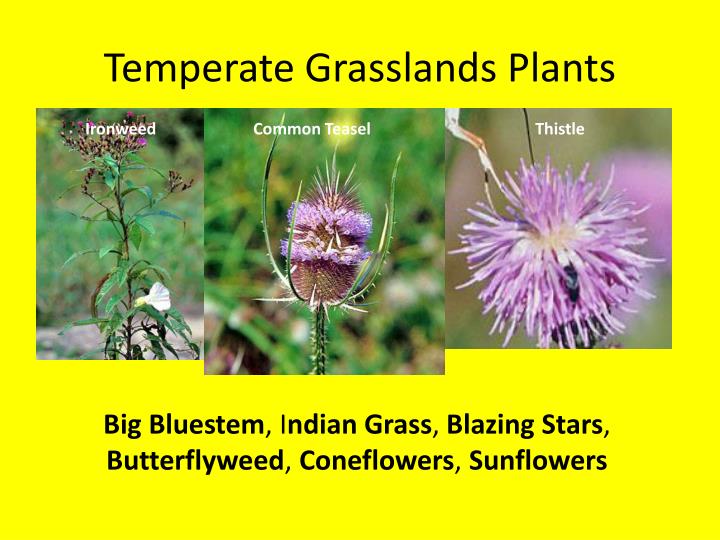 PPT - Temperate Grasslands PowerPoint Presentation - ID:1153187
