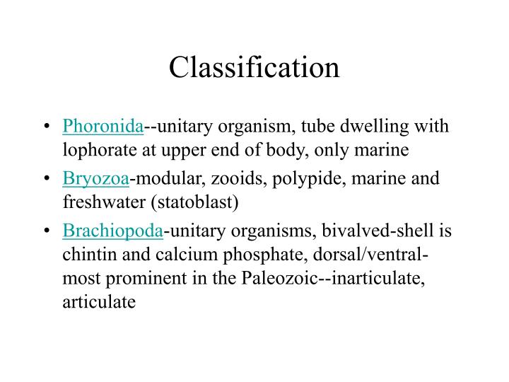 PPT - The Lophophorates PowerPoint Presentation - ID:1153621