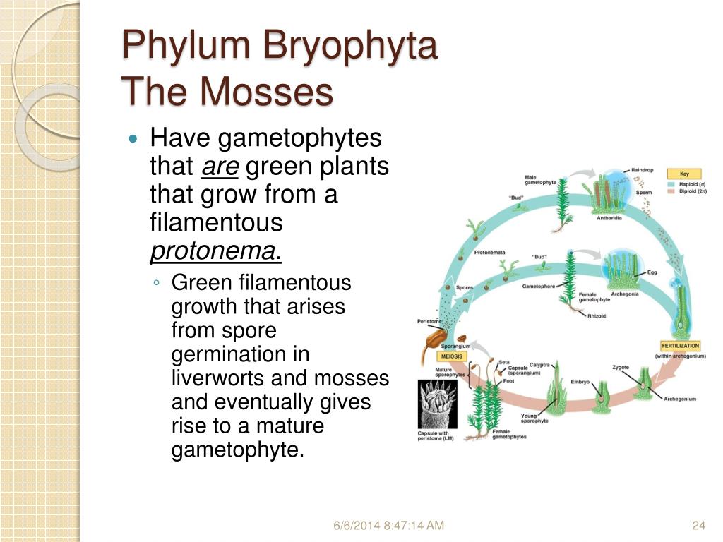PPT - Plant Diversity I How Plants Colonized Land (The Seedless Plants ...