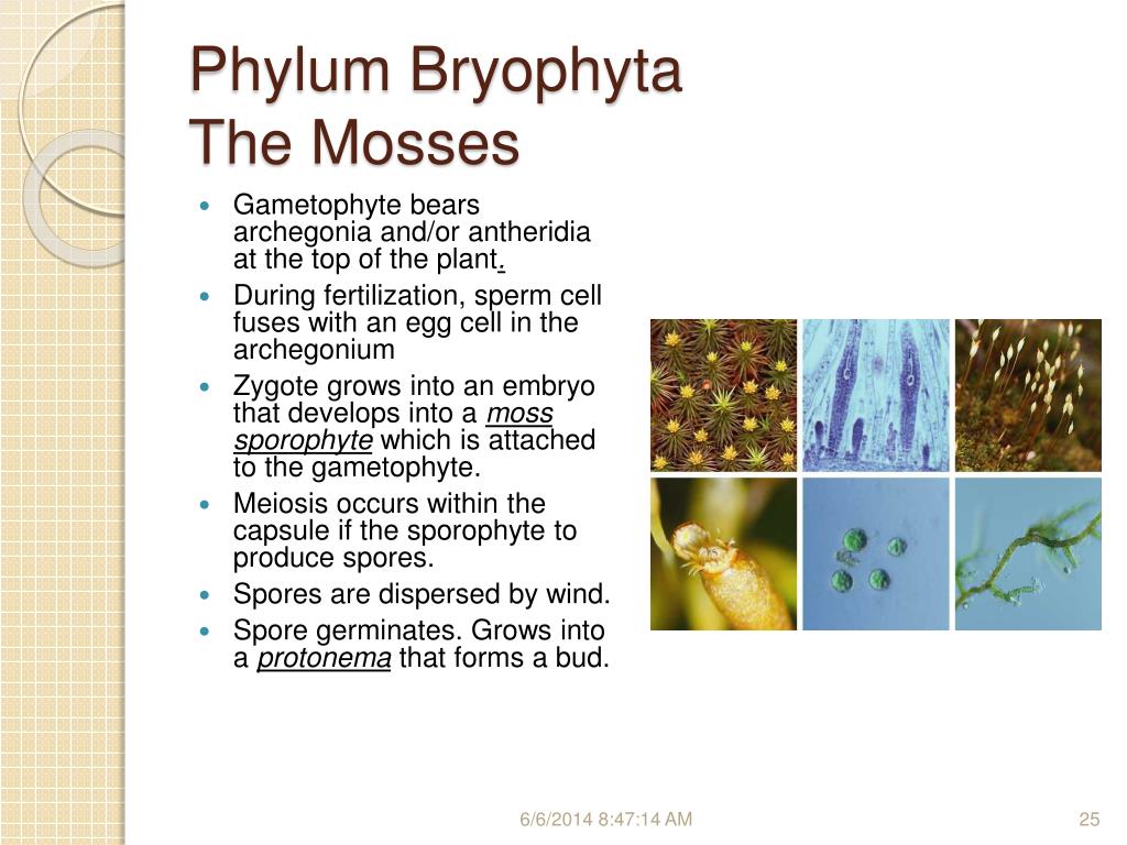 PPT - Plant Diversity I How Plants Colonized Land (The Seedless Plants ...
